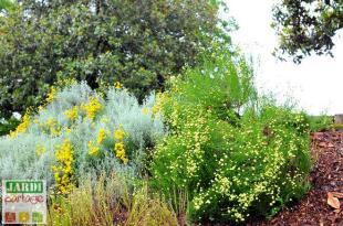 Quelle plante pour talus choisir ? 10 arbustes persistants