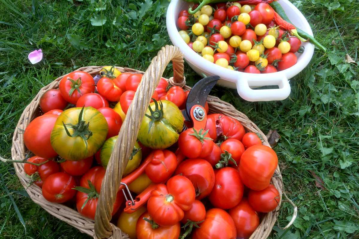 Les meilleures tomates à Cultiver au Potager : Découvrez-les