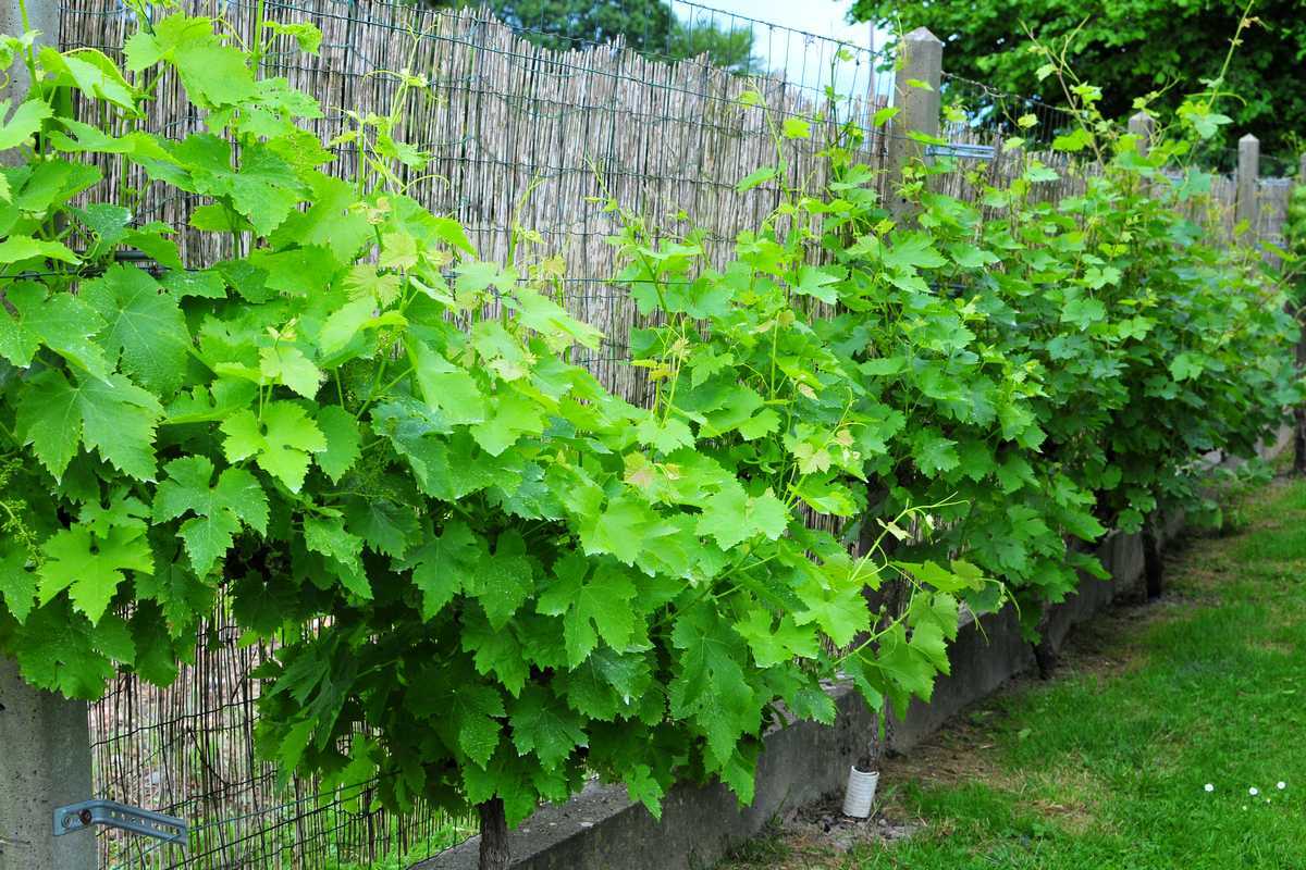 Tailler vigne printemps : 6 conseils d'entretien