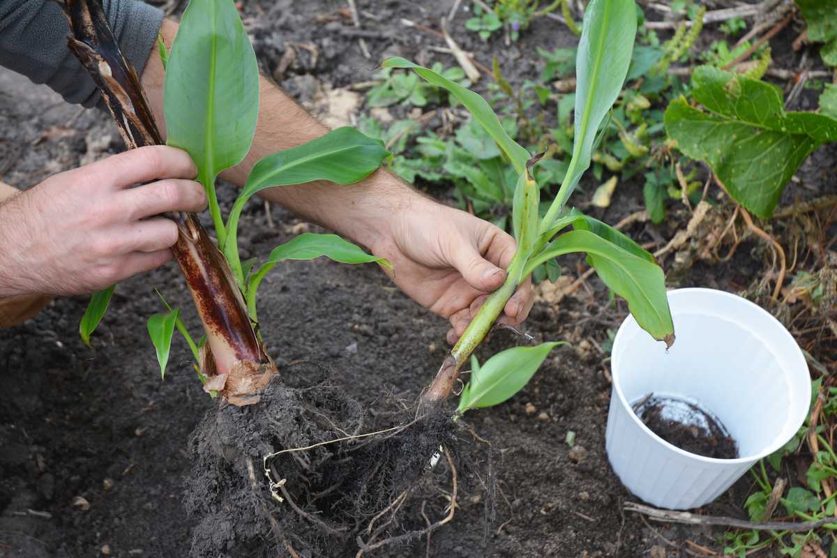 Multiplier un bananier: Comment bouturer, prendre des rejets