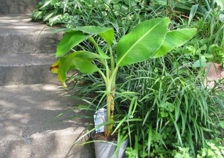 Bananier en pot : Les conseils plantation et entretien